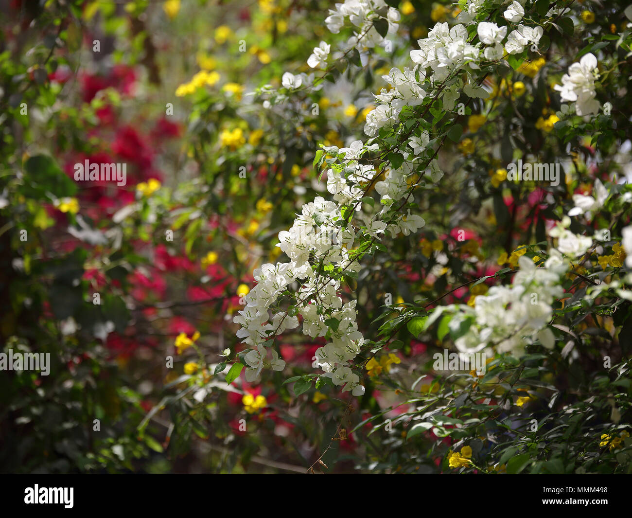 Images of India Stock Photo - Alamy