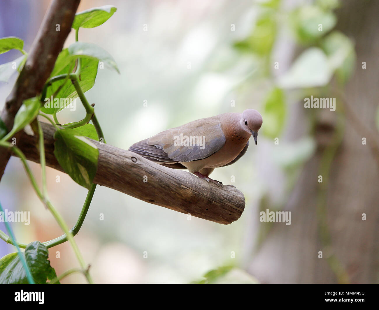 Images of India Stock Photo - Alamy