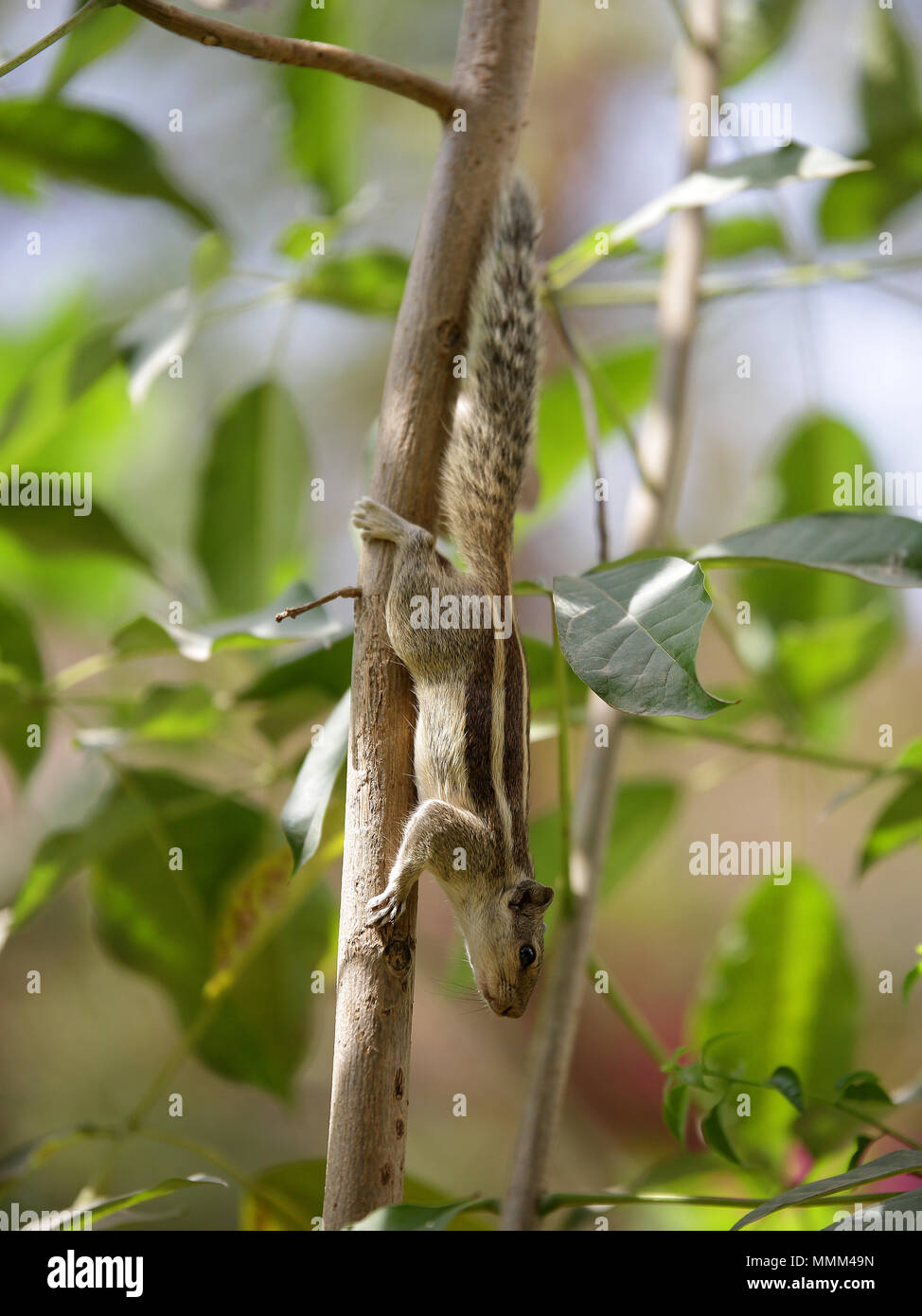 Images of India Stock Photo - Alamy