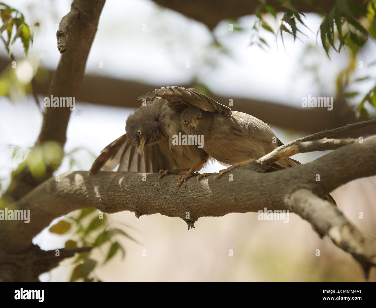 Images of India Stock Photo - Alamy