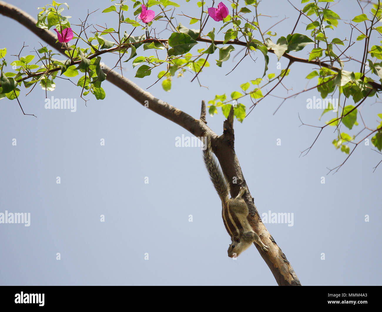 Images of India Stock Photo - Alamy