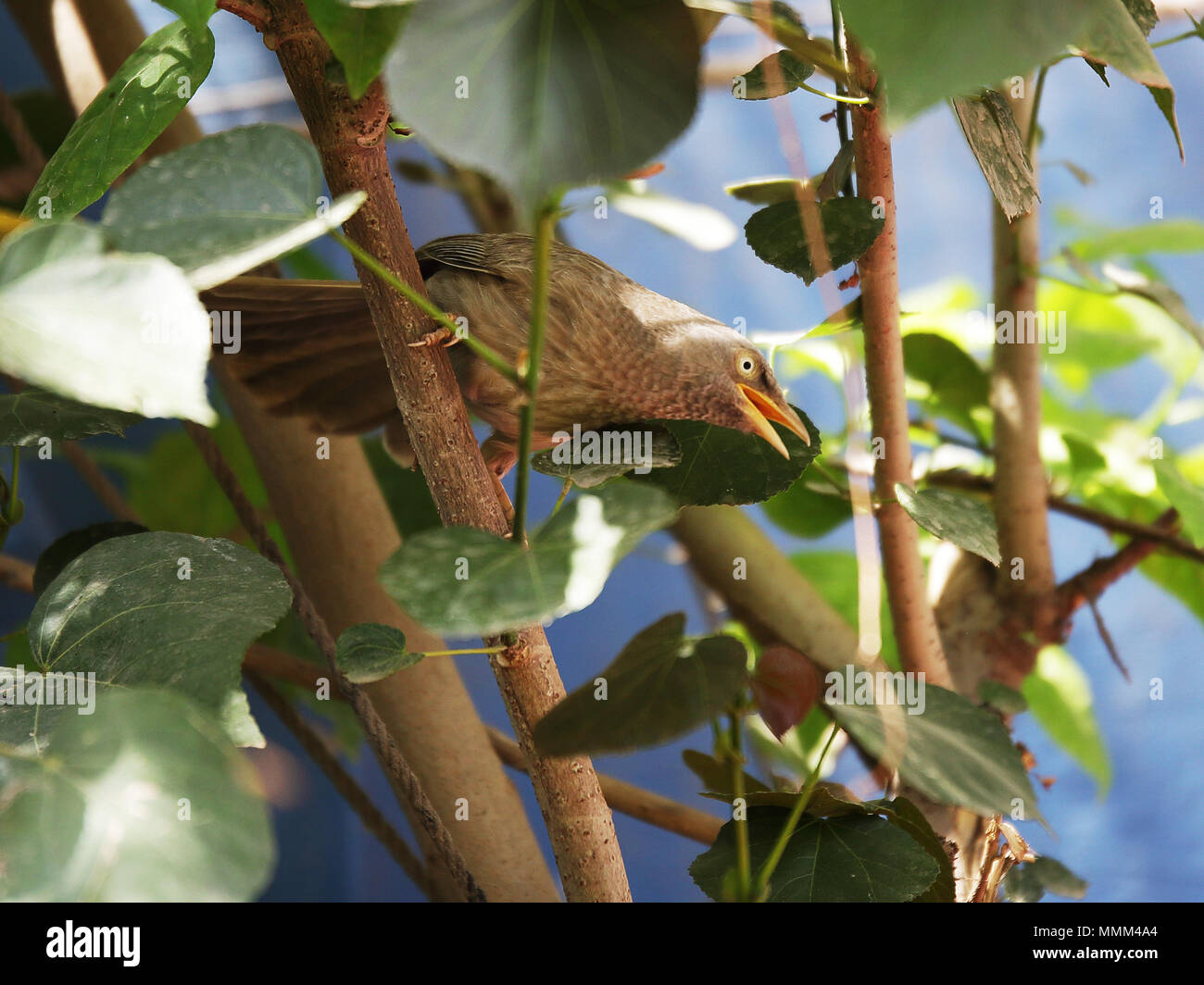 Images of India Stock Photo - Alamy