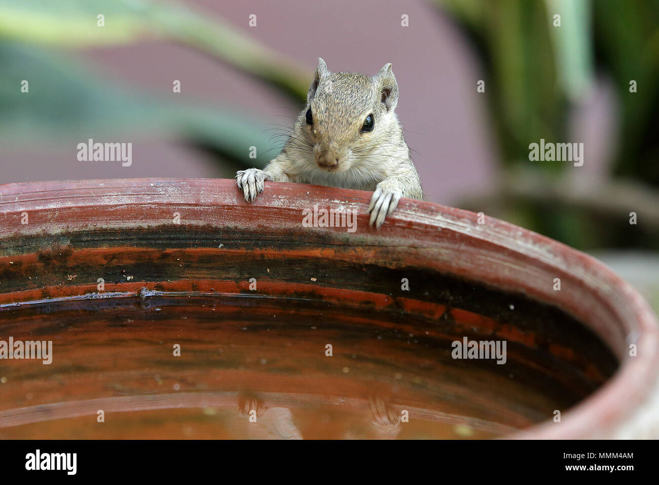 Images of India Stock Photo - Alamy