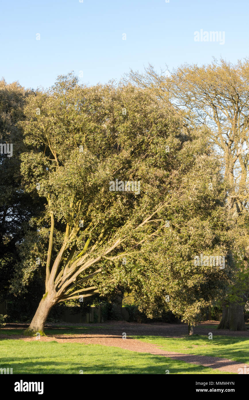 a sloping, slanting, leaning tree bent over to an angle by the ...