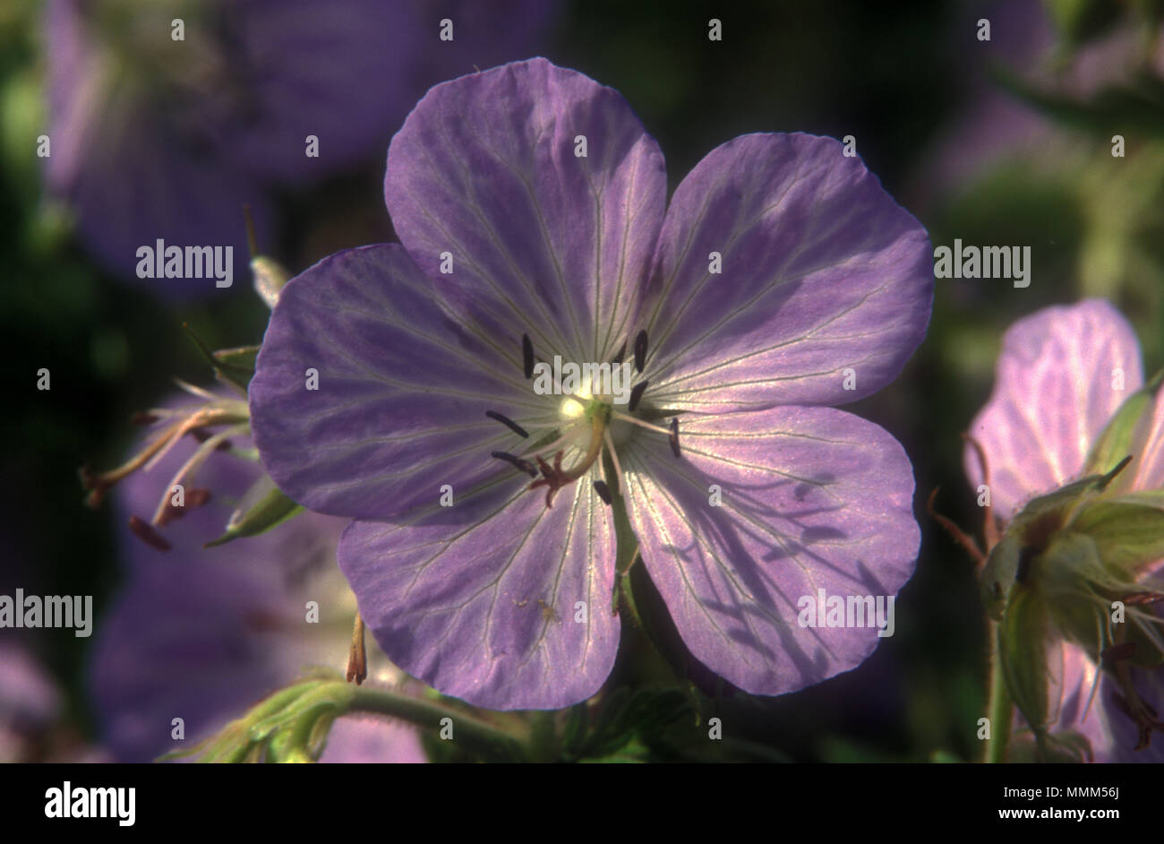 GERANIUM PRATENSE 'MRS KENDALL CLARK' (REAL GERANIUM Stock Photo - Alamy