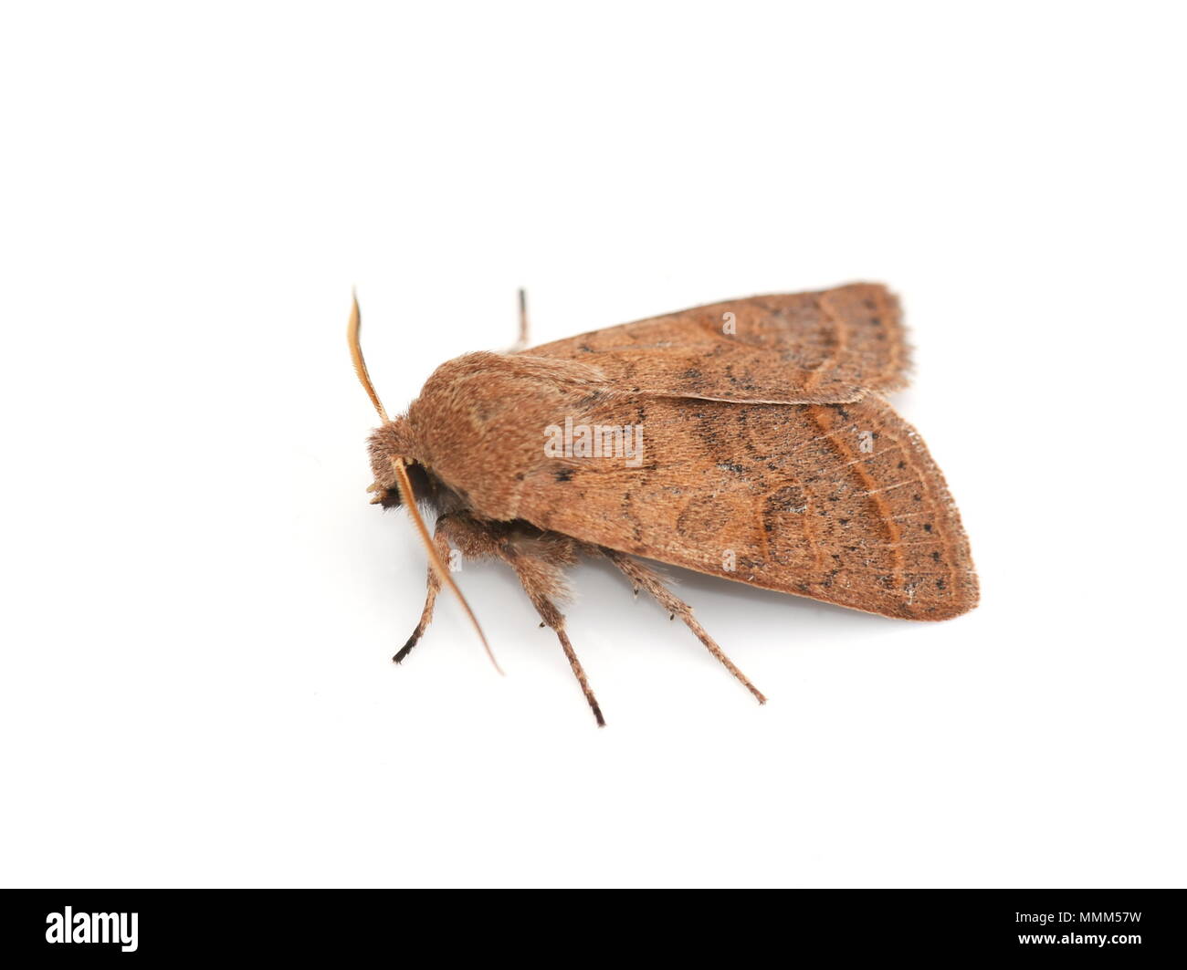 Common quaker moth Orthosia cerasi on white background Stock Photo - Alamy