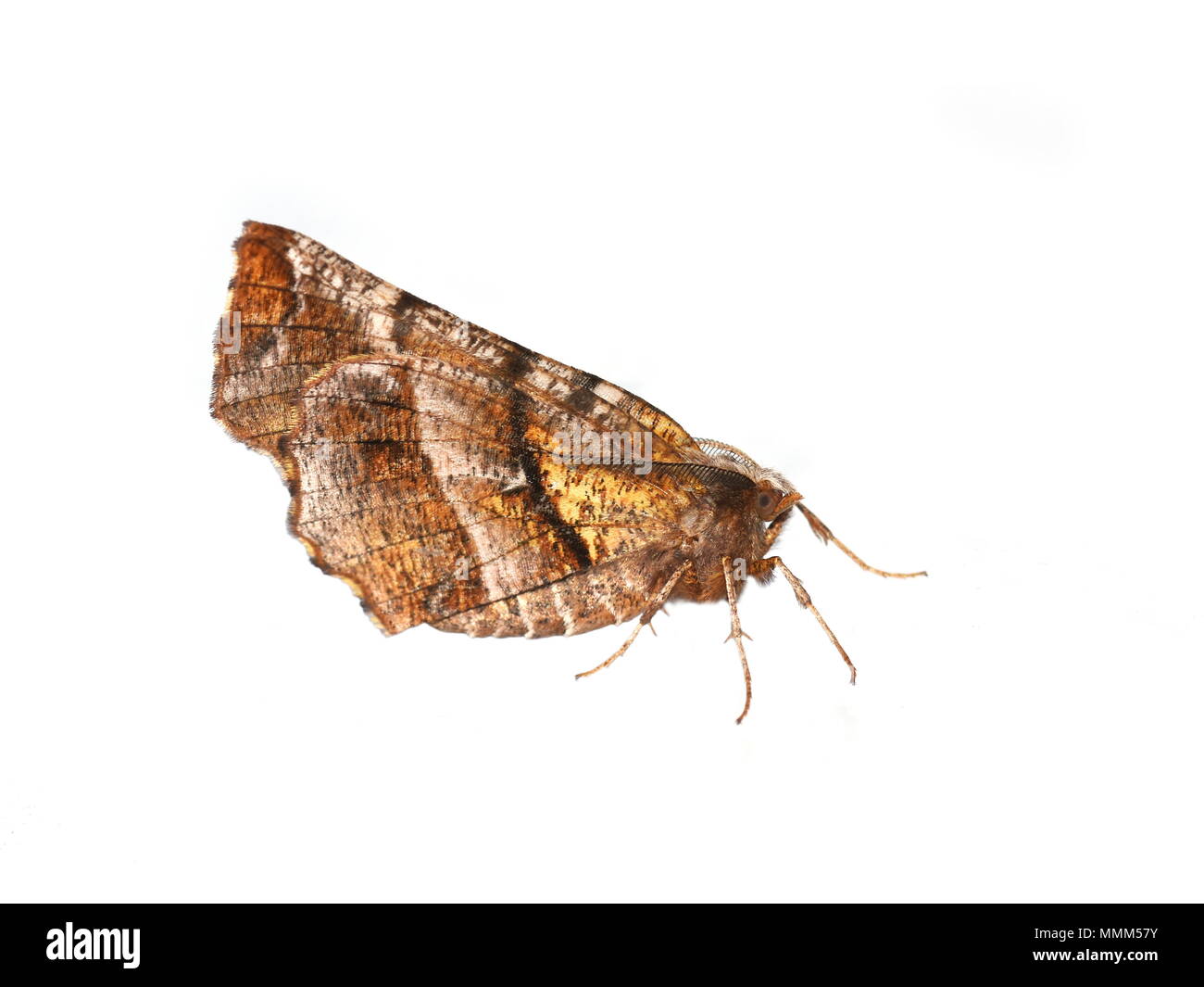 The early thorn moth Selenia dentaria isolated on white background ...