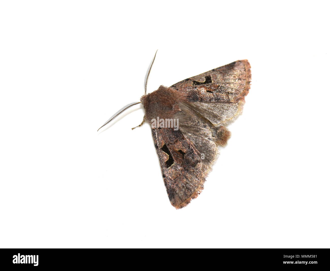 Hebrew Character moth Orthosia gothica showing hind wings on white ...