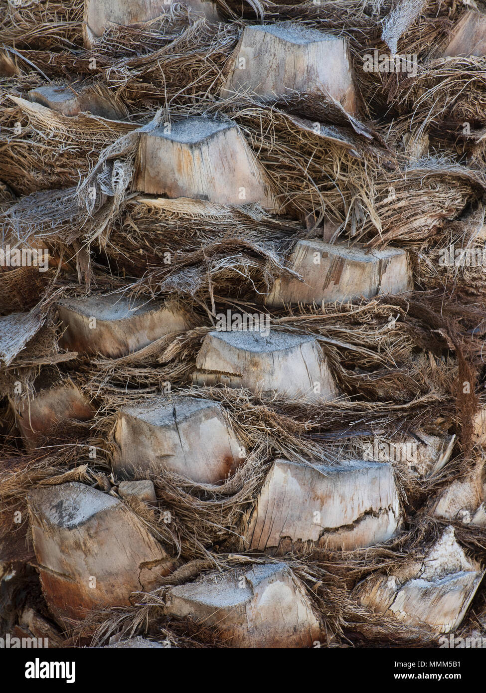 The surface of the date palm, natural texture, vertical shot Stock ...