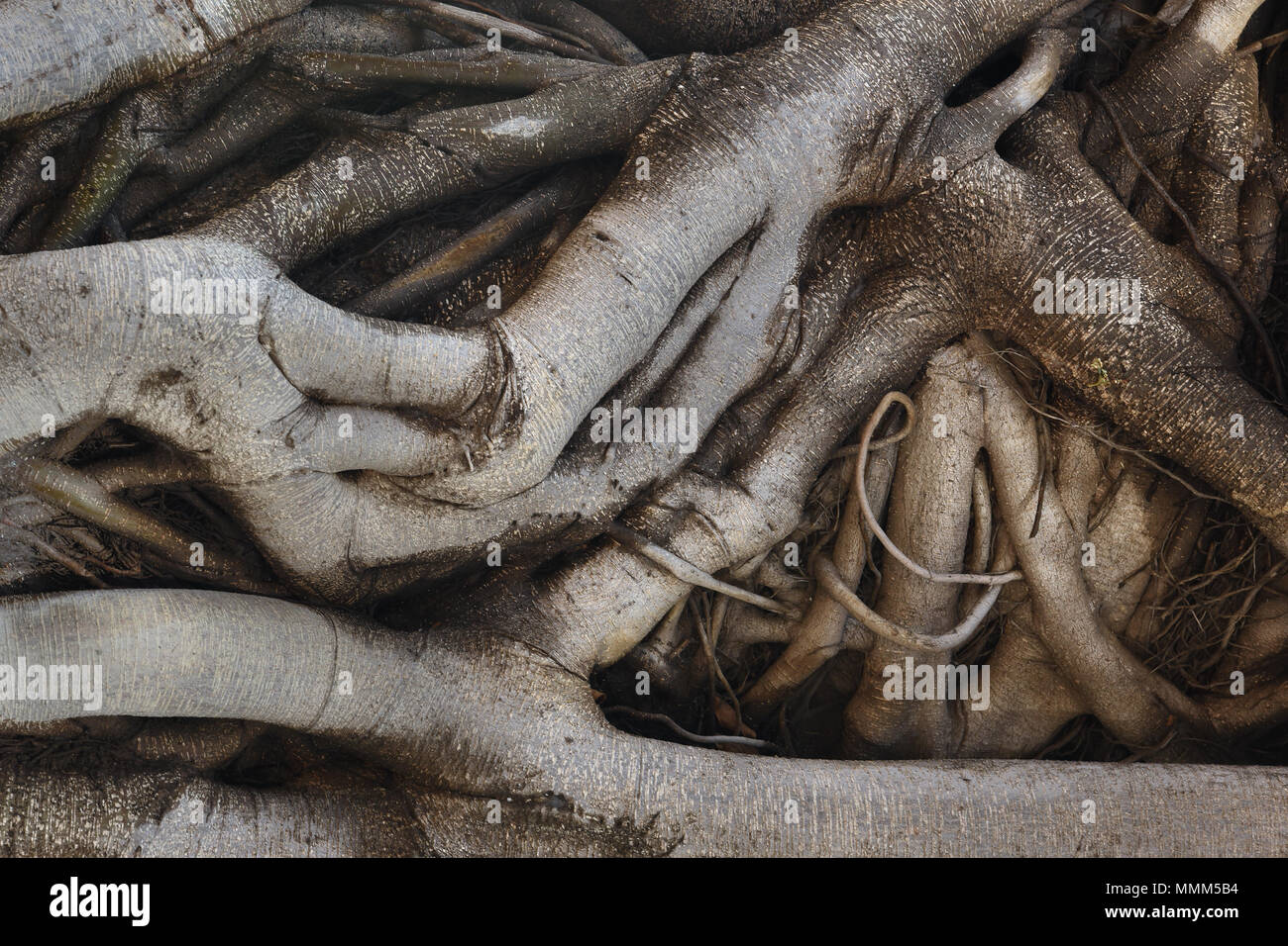 Flight of tree roots, abstract natural background of light gray color ...