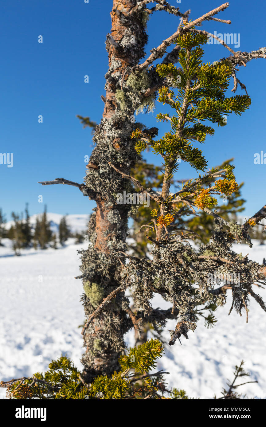 Dead christmas tree hi-res stock photography and images - Alamy