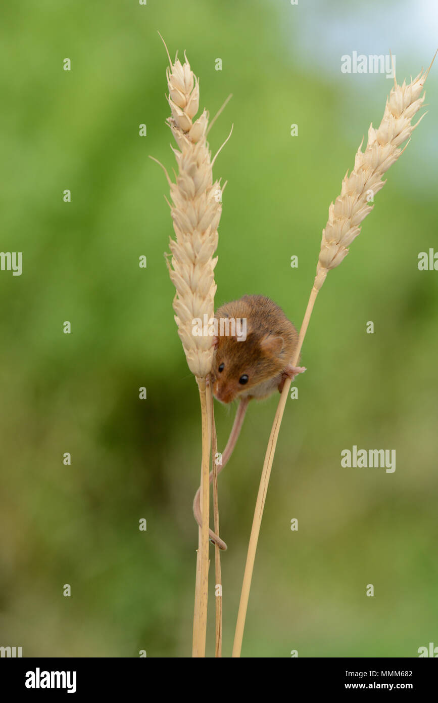 Harvest mouse on wheat Stock Photo - Alamy