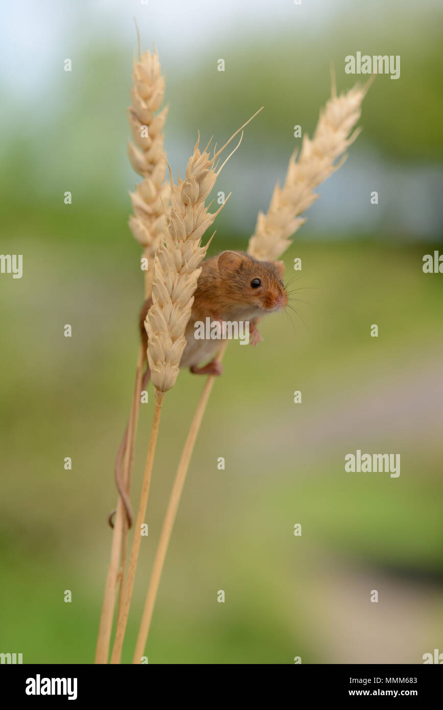 Harvest mouse on wheat Stock Photo - Alamy