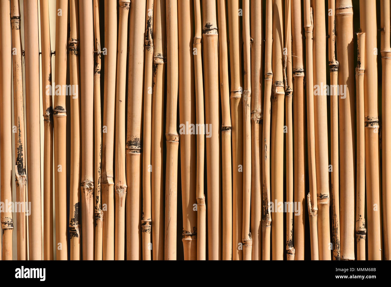 Quality natural bamboo texture: light brown trunks of a creeper lie ...