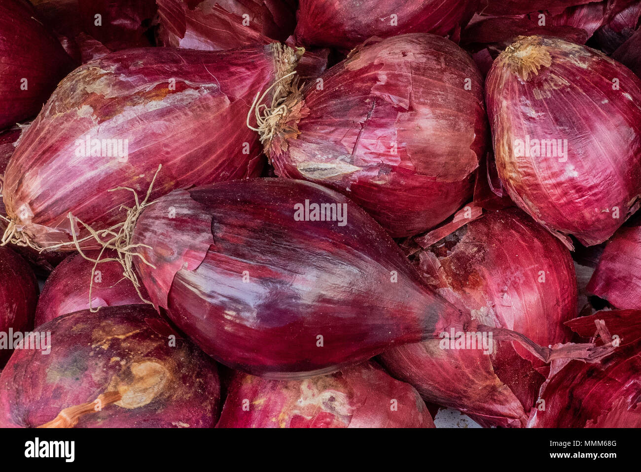 Bordea bulb onion in the shell texture, large fresh onions, food ...