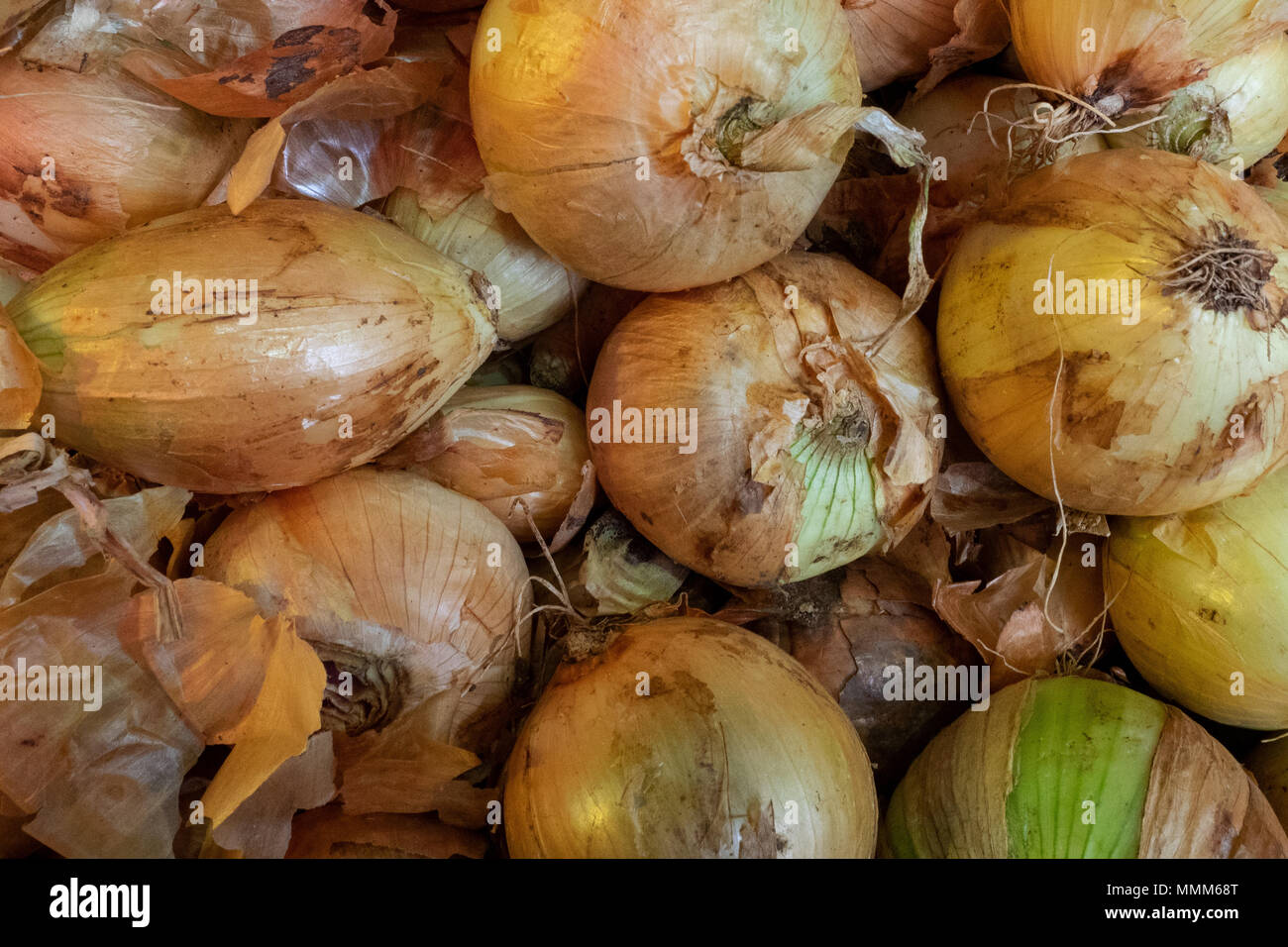Yellow pepper fresh in the texture of the shell, food background of ...