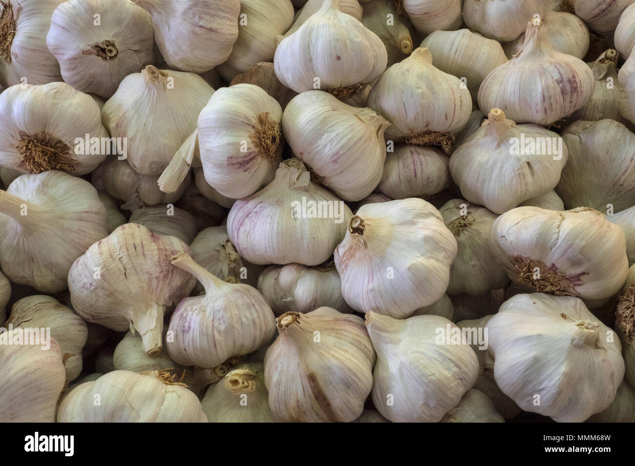 White fresh garlic in shell texture, garlic food background background ...