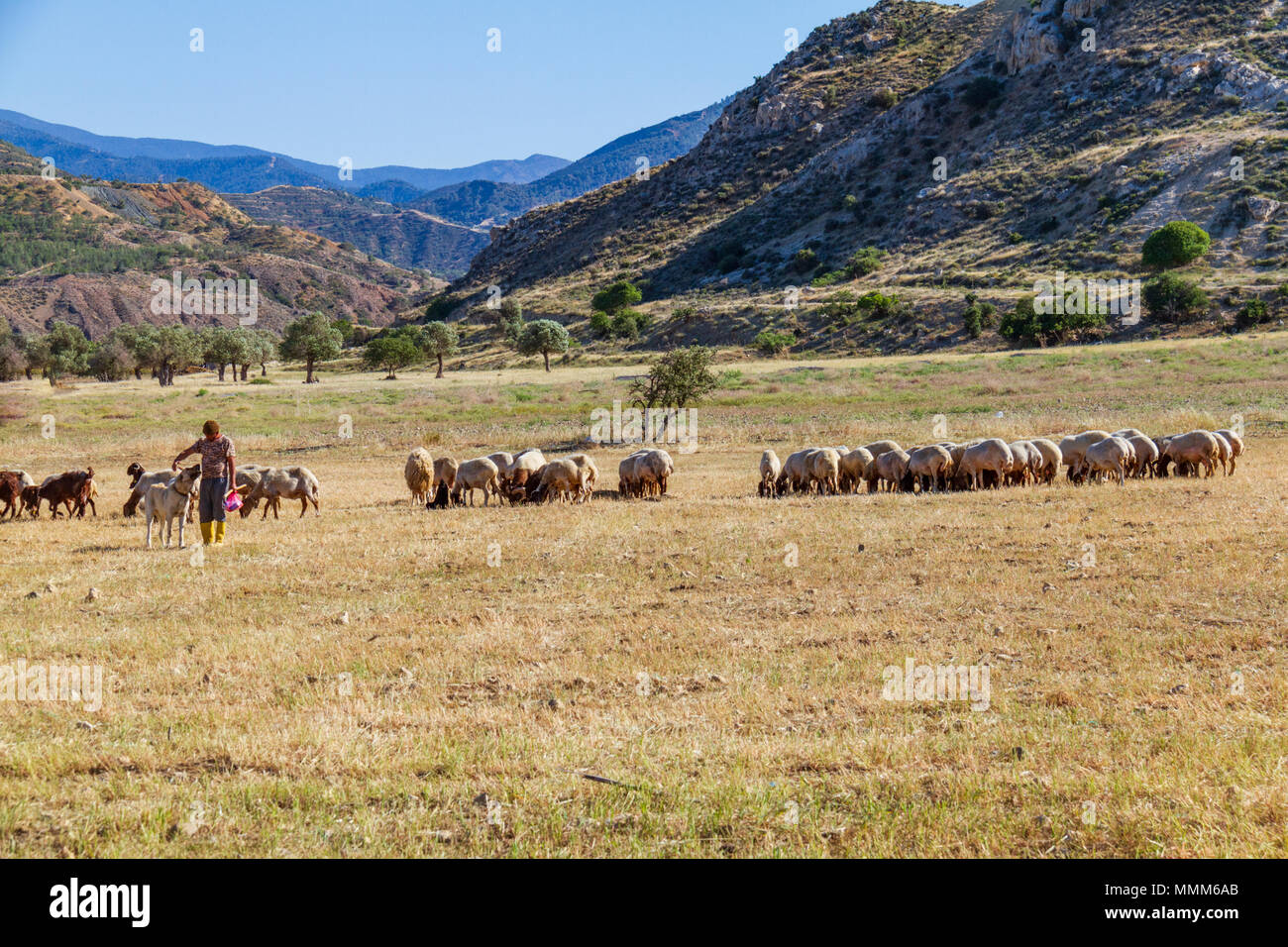 Lefka, Cyprus - April 22, 2018: Shepherd with his dog, grazing sheep ...