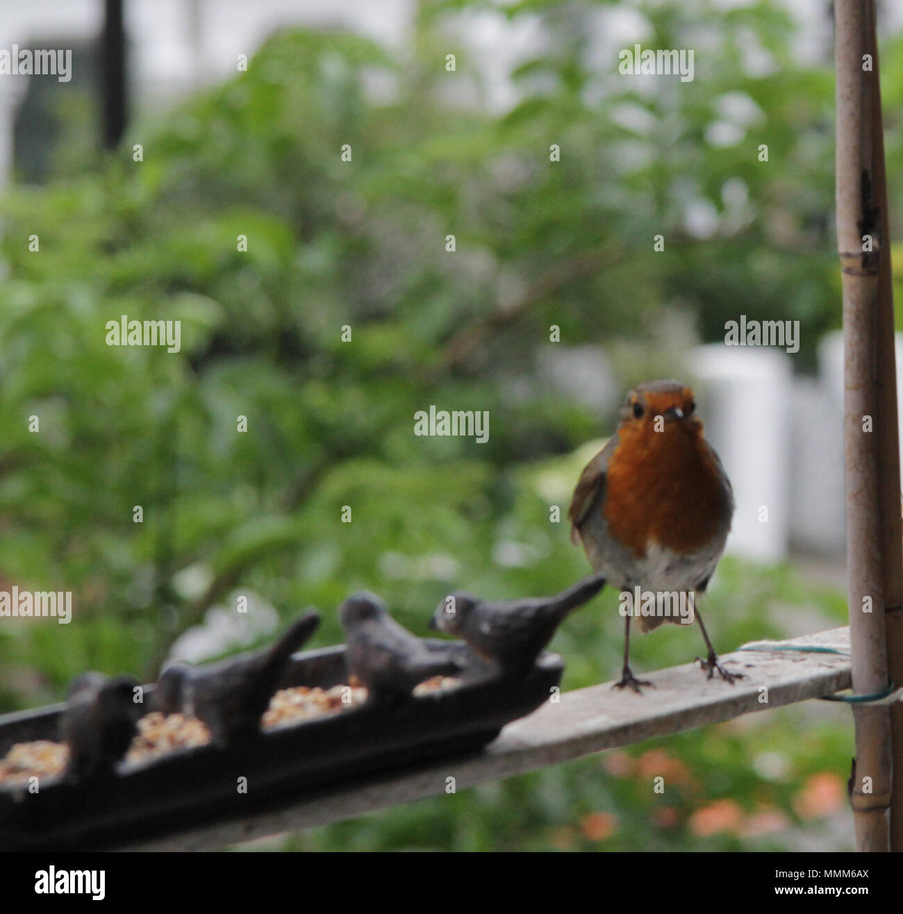 Red Robin Power Posing by a Bird Feeding Tray Stock Photo - Alamy
