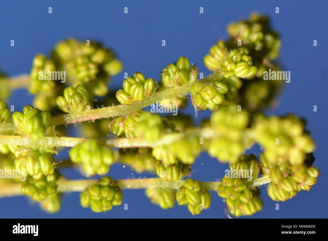 Oak tree blossom hi-res stock photography and images - Alamy