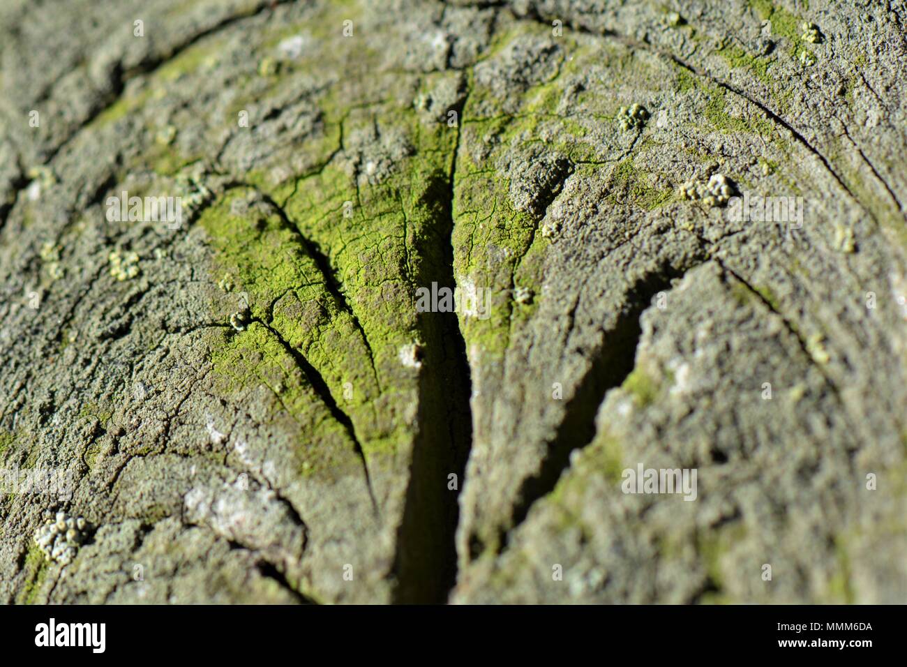 Natural Texture - Tree Stock Photo - Alamy