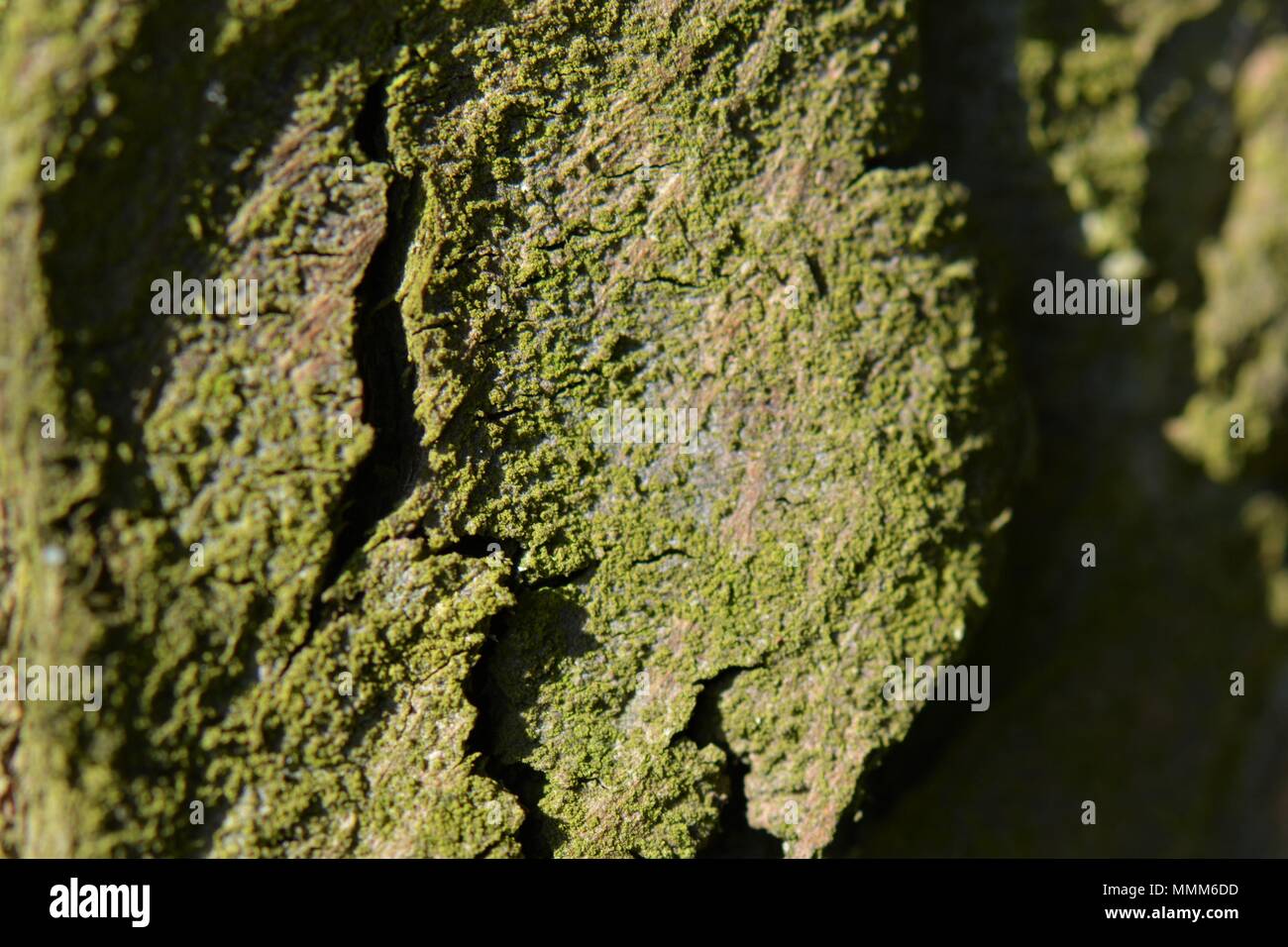 Natural Texture - Tree Stock Photo - Alamy
