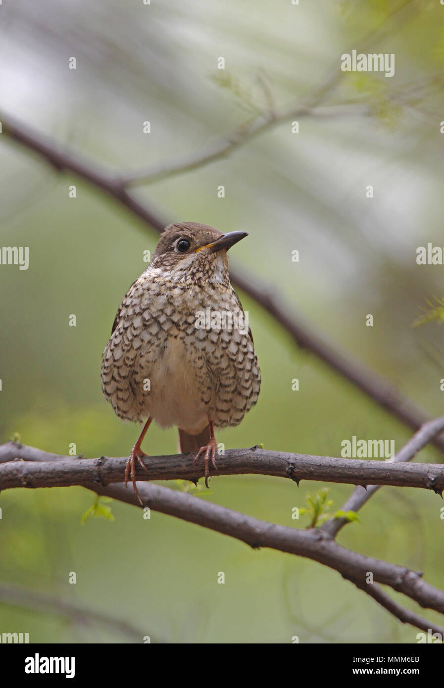 Siberian thrush zoothera sibirica adult female hi-res stock photography ...