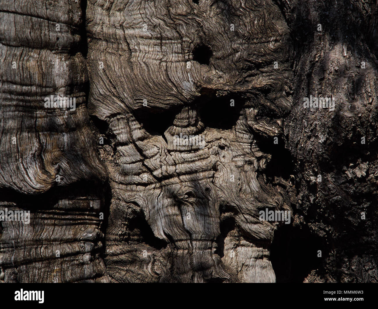 Black textured bark of an old tree, natural background Stock Photo - Alamy