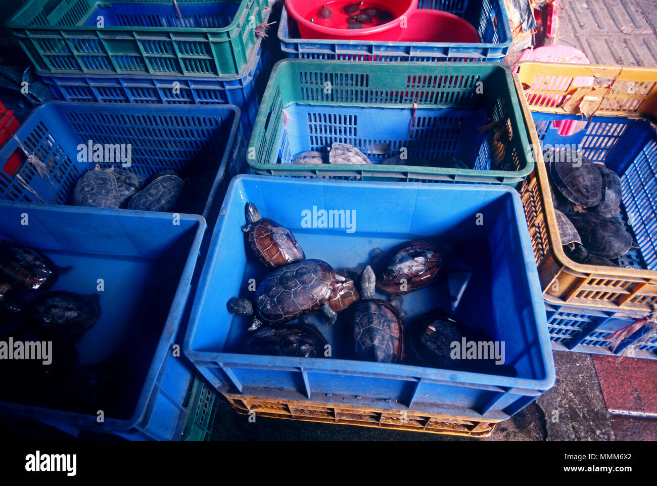 living turtles on street market China Stock Photo - Alamy