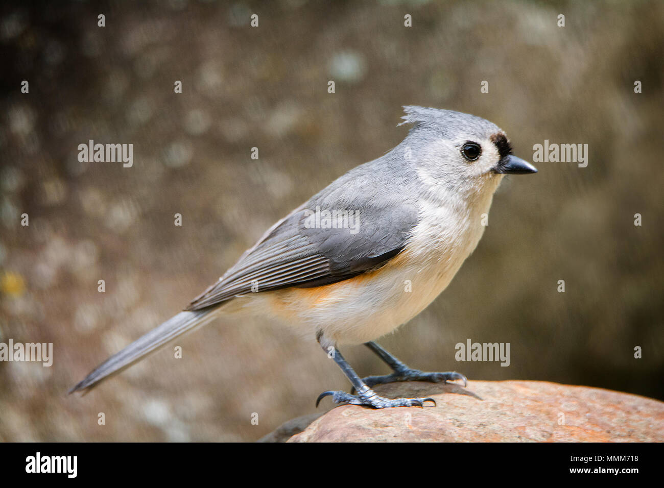 Tufted Titmouse is common in eastern deciduous forests and a frequent ...