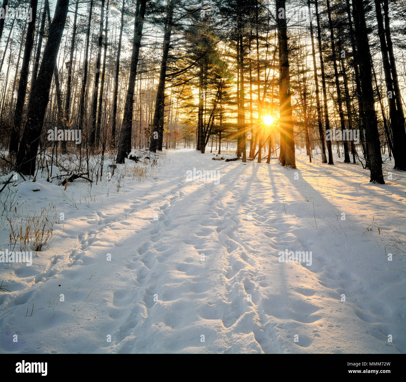 Winter Sunrise Forest