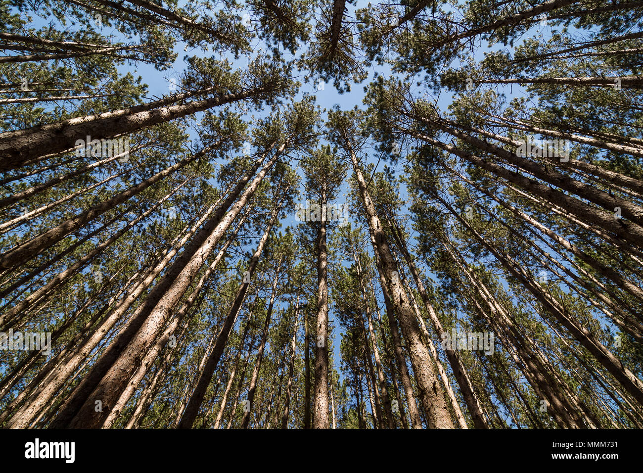 Tall straight trees hi-res stock photography and images - Alamy