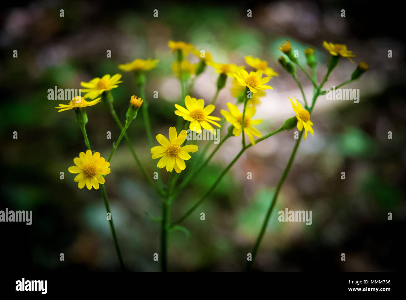 Balsam Ragwort, beautiful yellow wildflowers Stock Photo - Alamy