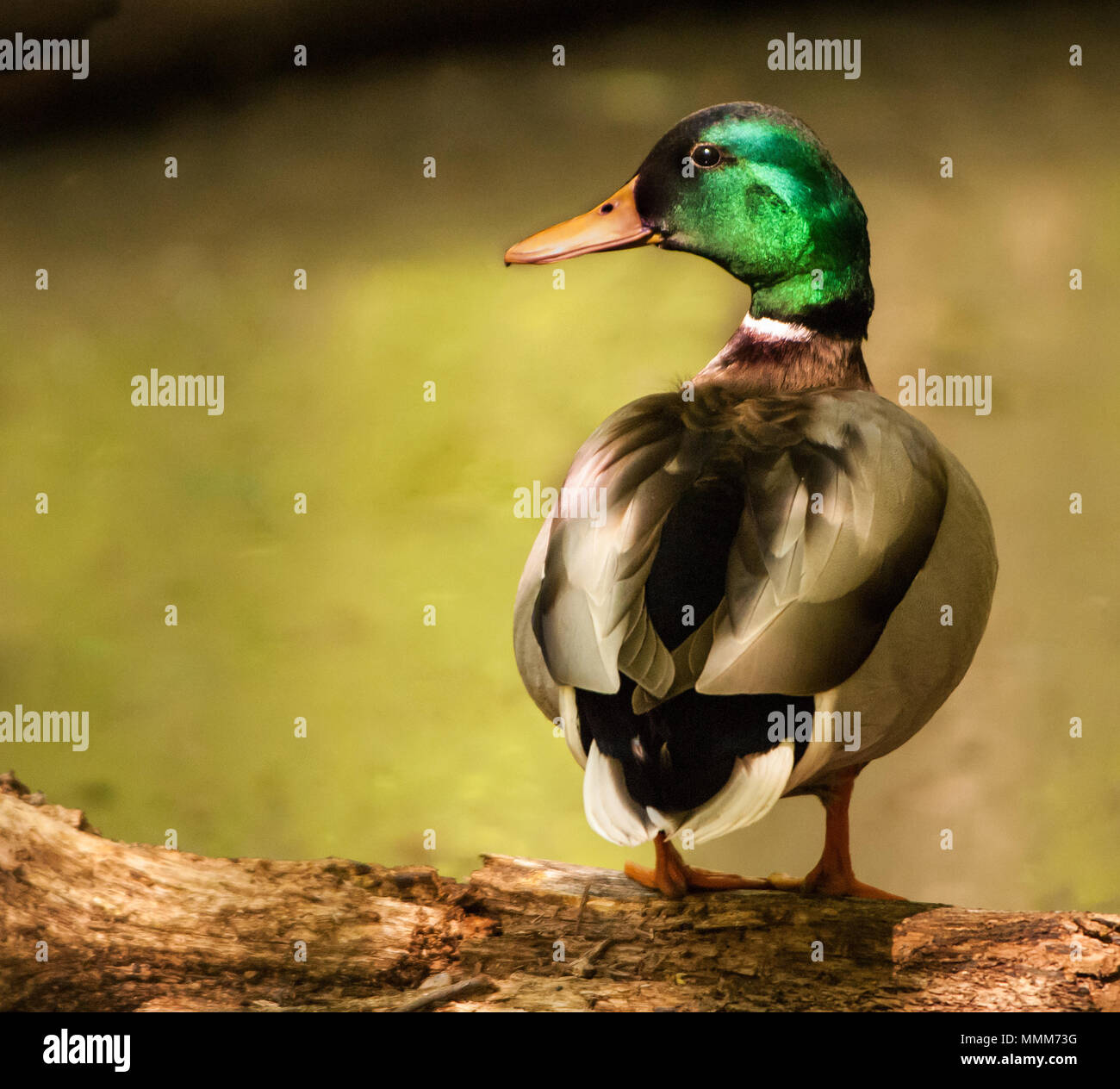 Photo of a mallard duck resting on a wood log Stock Photo - Alamy