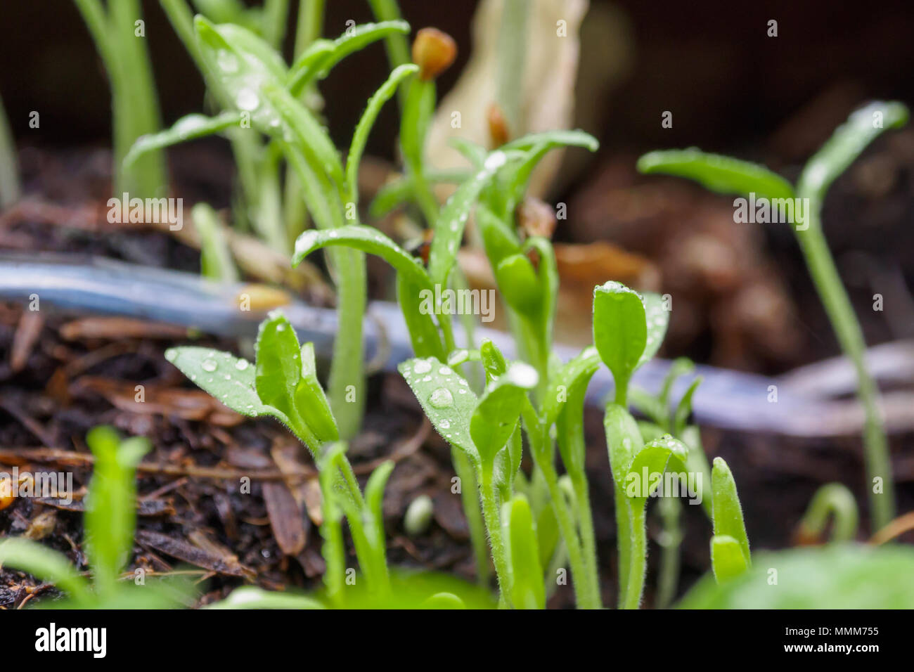 young plant growing Stock Photo - Alamy
