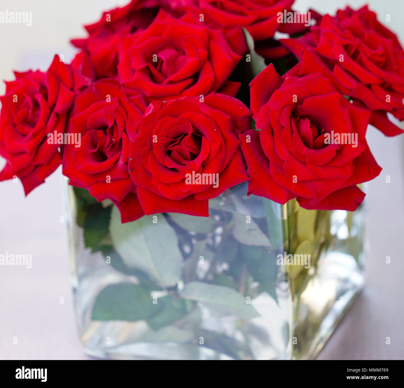 Bunch of red rose flowers in a square vase Stock Photo - Alamy