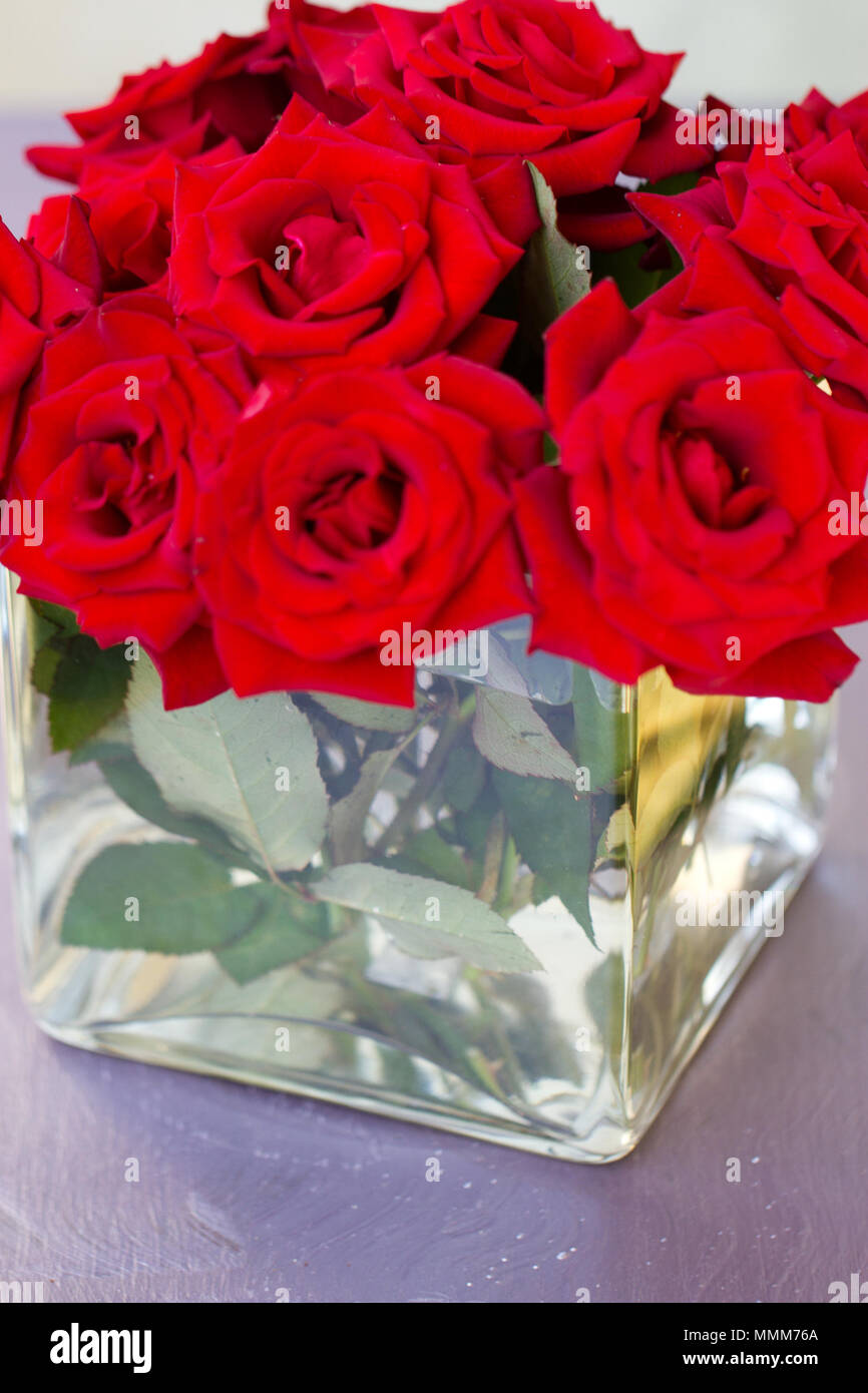 Bunch of red rose flowers in a square vase Stock Photo - Alamy