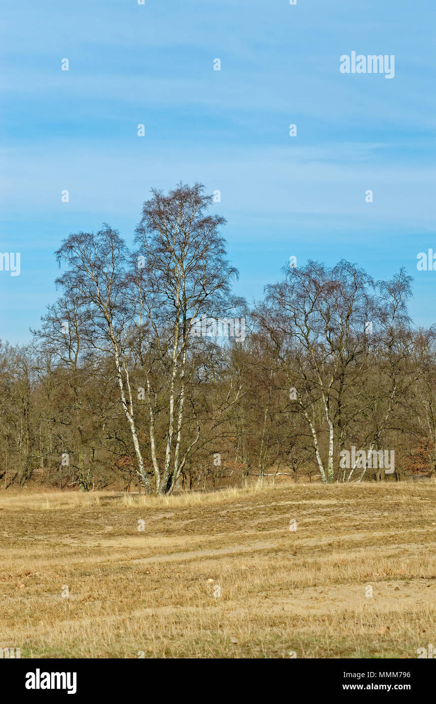 Beautiful spring landscape with lonely trees standing under blue sky at ...
