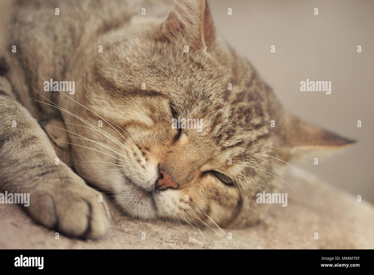Gray tabby a cat sleeping on outdoor Stock Photo - Alamy