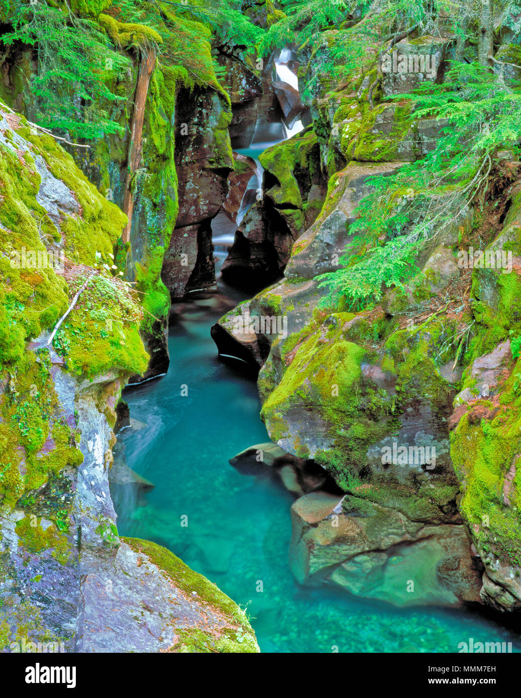 avalanche creek flowing through a narrow gorge in glacier national park ...