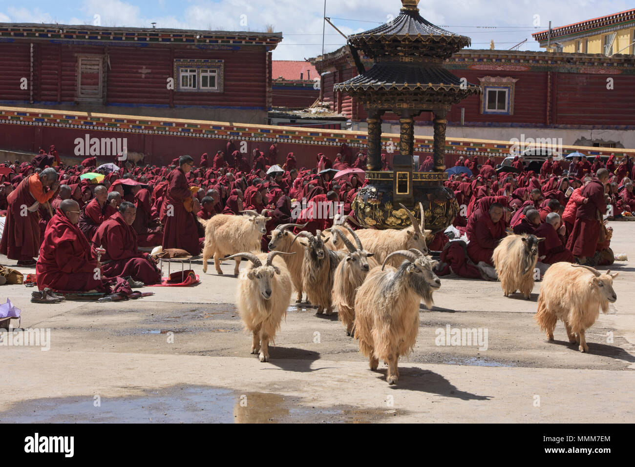 Tibetan goat hi-res stock photography and images - Alamy