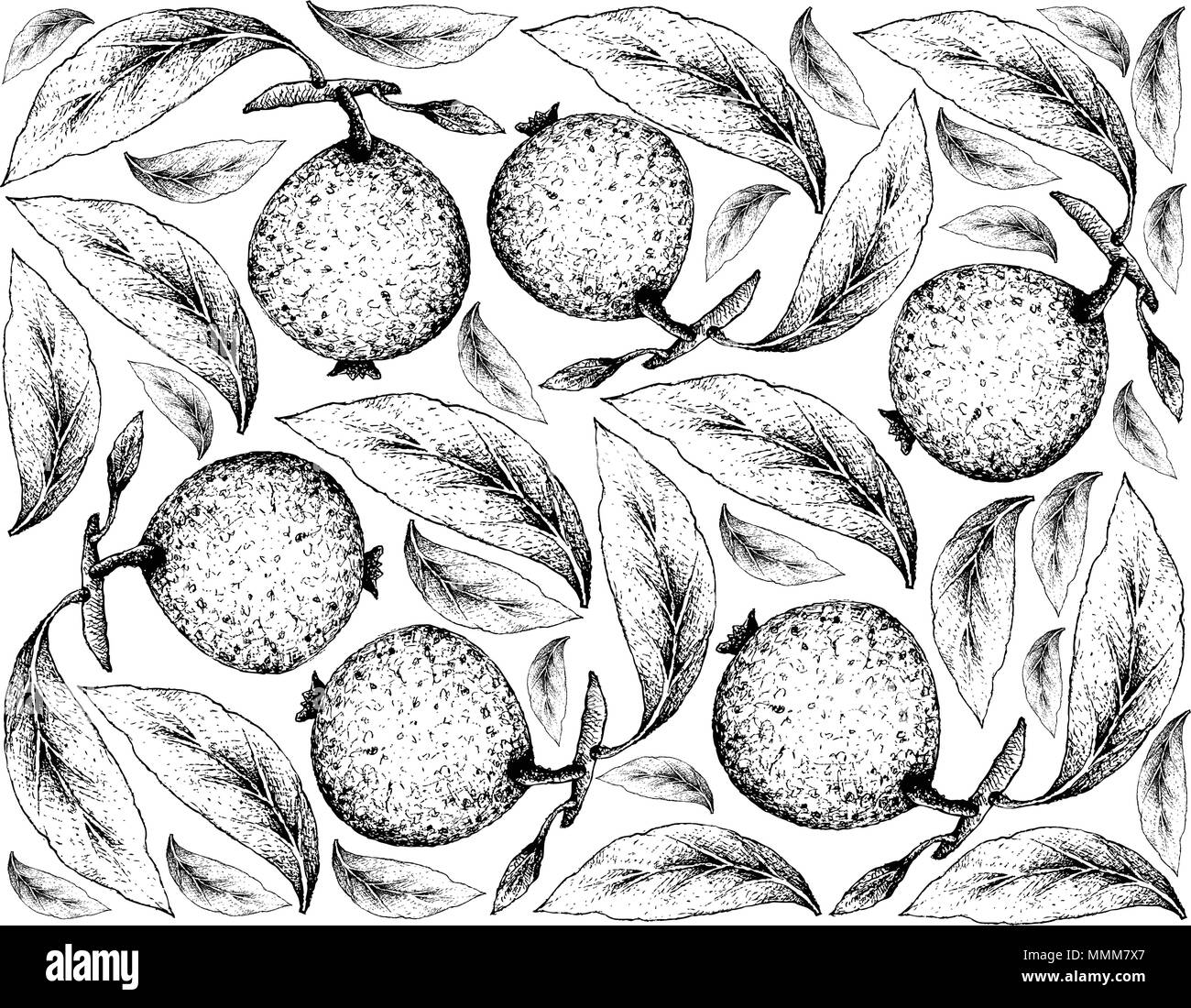 Tropical Fruits, Illustration Wallpaper of Hand Drawn Sketch Borojo or ...