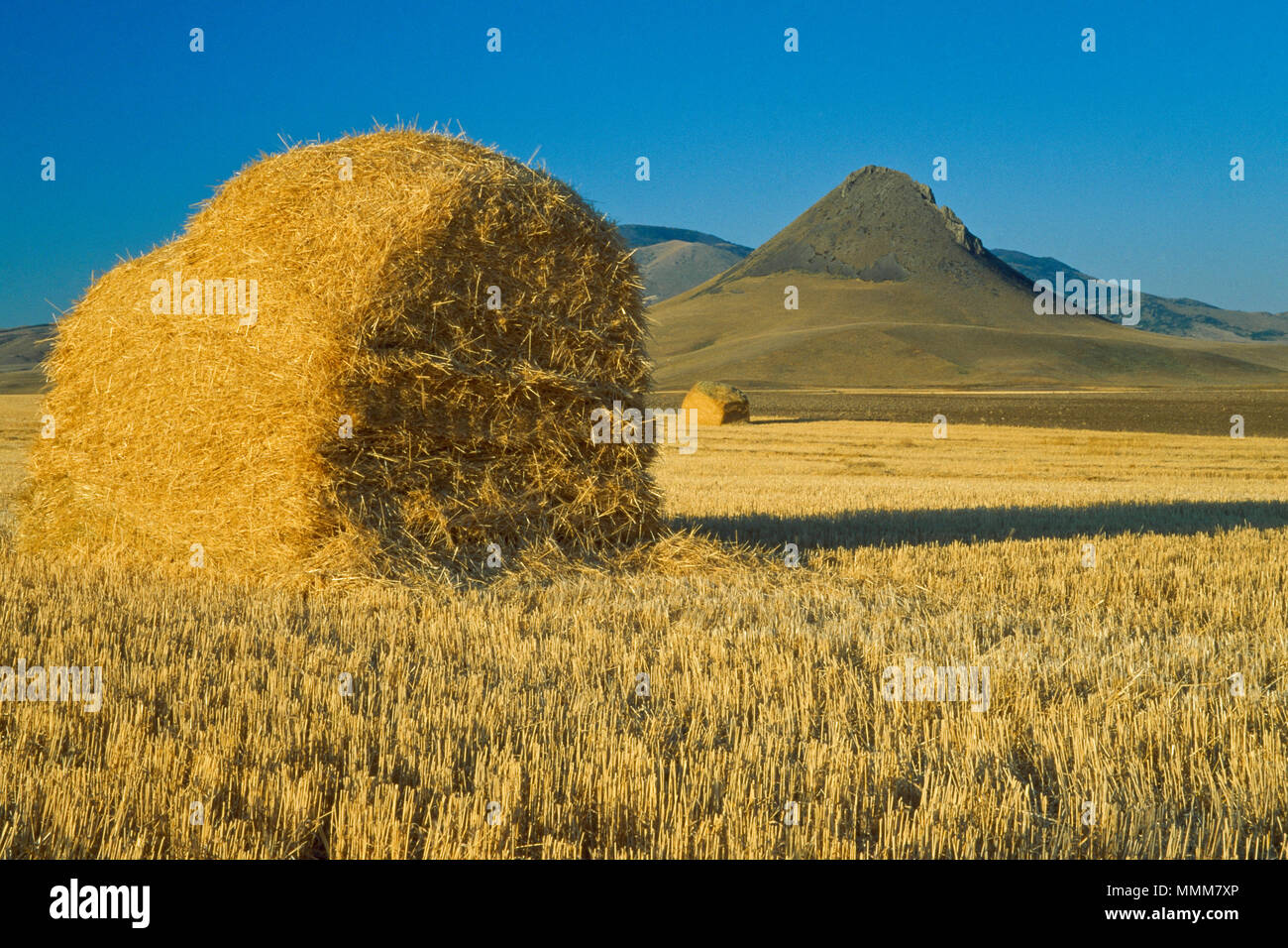 round straw bales below haystack butte in the sweetgrass hills near ...