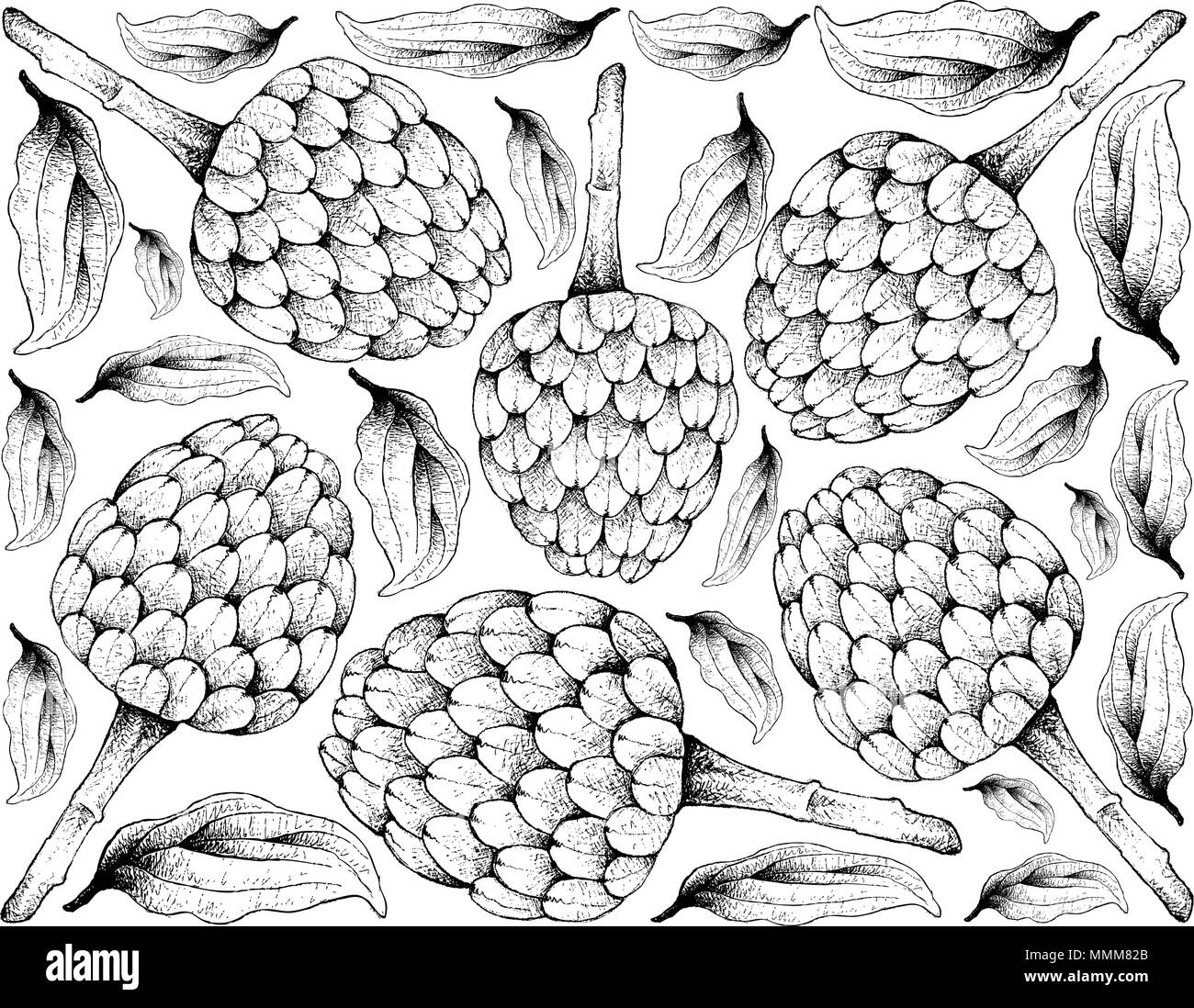 Atis fruit hi-res stock photography and images - Alamy