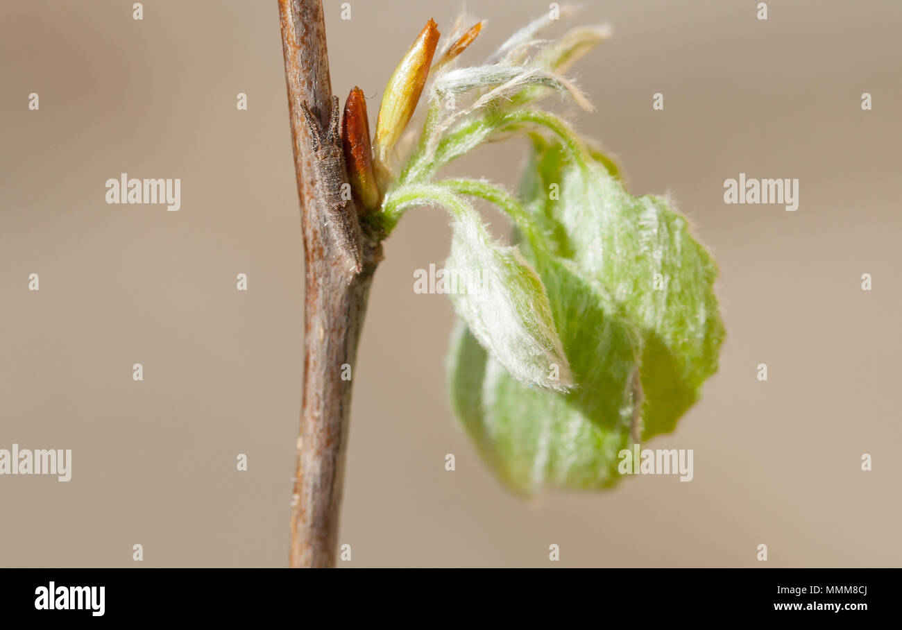Purple emperor caterpillar larvae hi-res stock photography and images ...