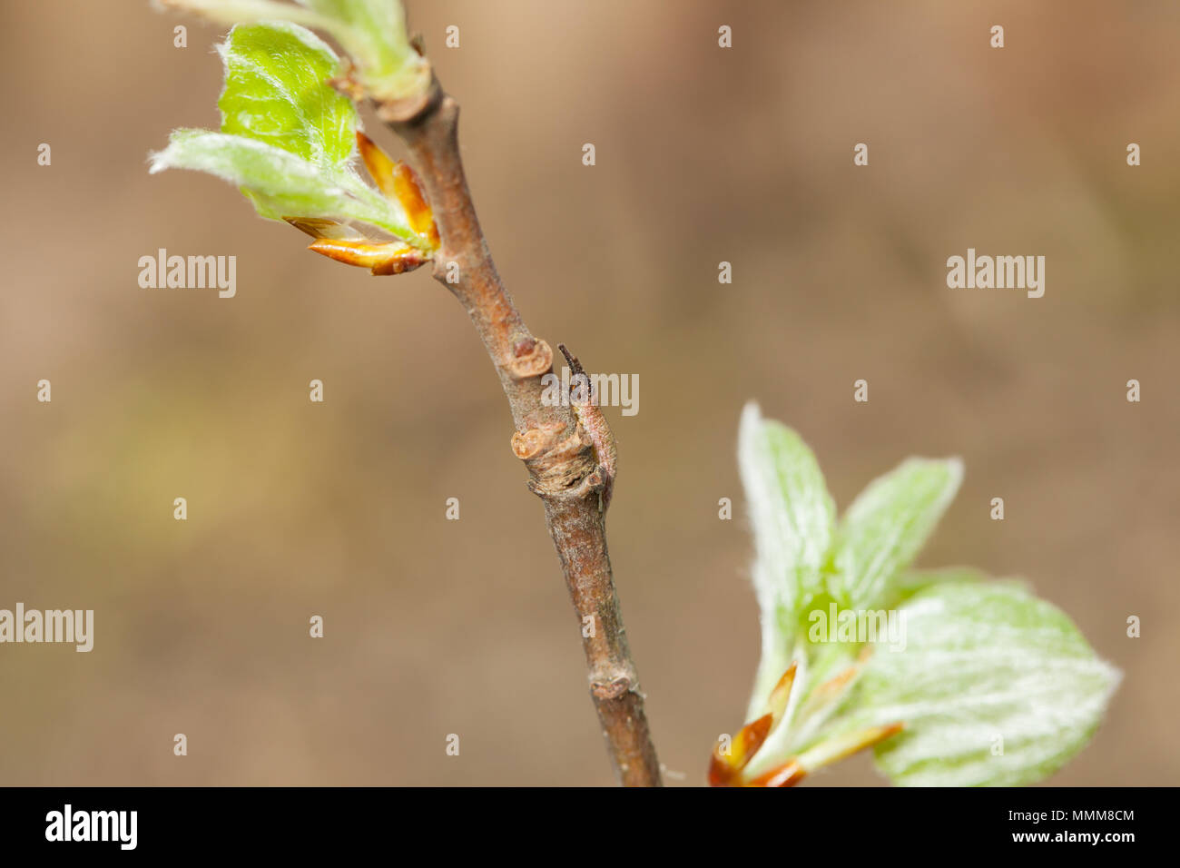 Lesser purple emperor caterpillar Stock Photo - Alamy