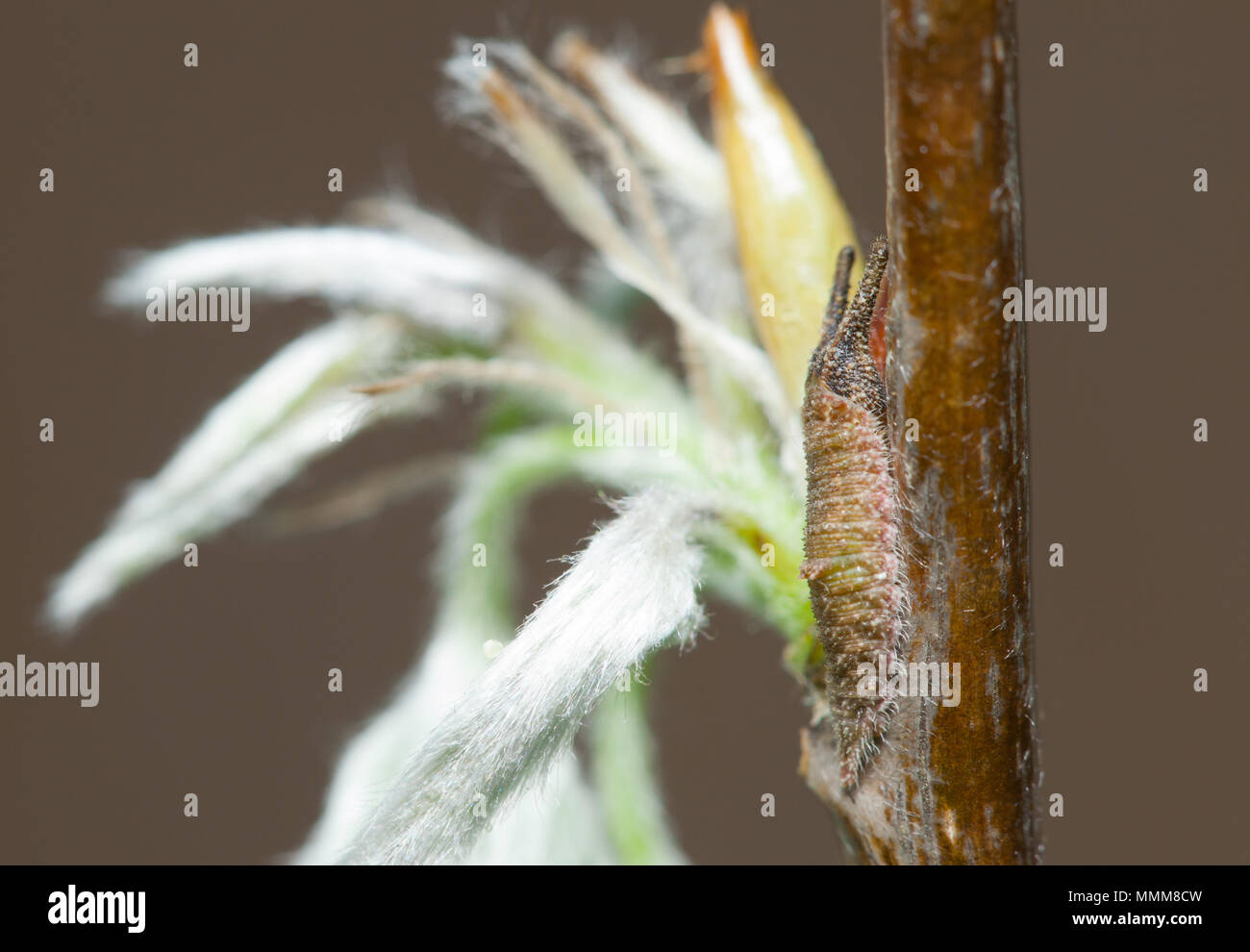 Lesser purple emperor caterpillar Stock Photo - Alamy