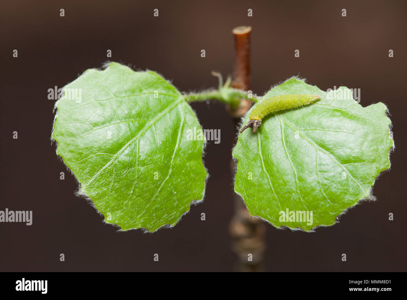 Purple emperor caterpillar larvae hi-res stock photography and images ...