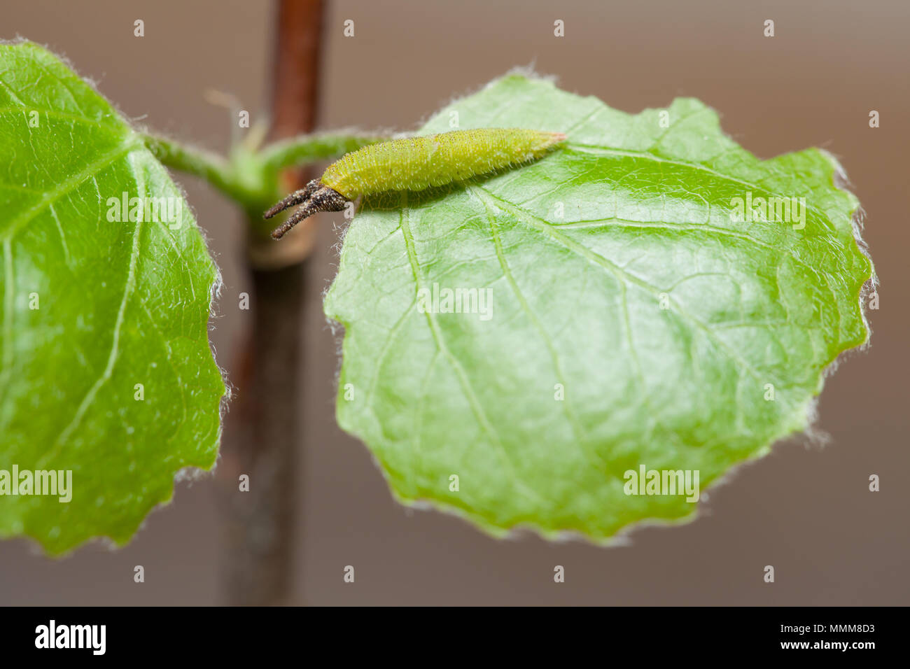 Lesser purple emperor caterpillar Stock Photo - Alamy