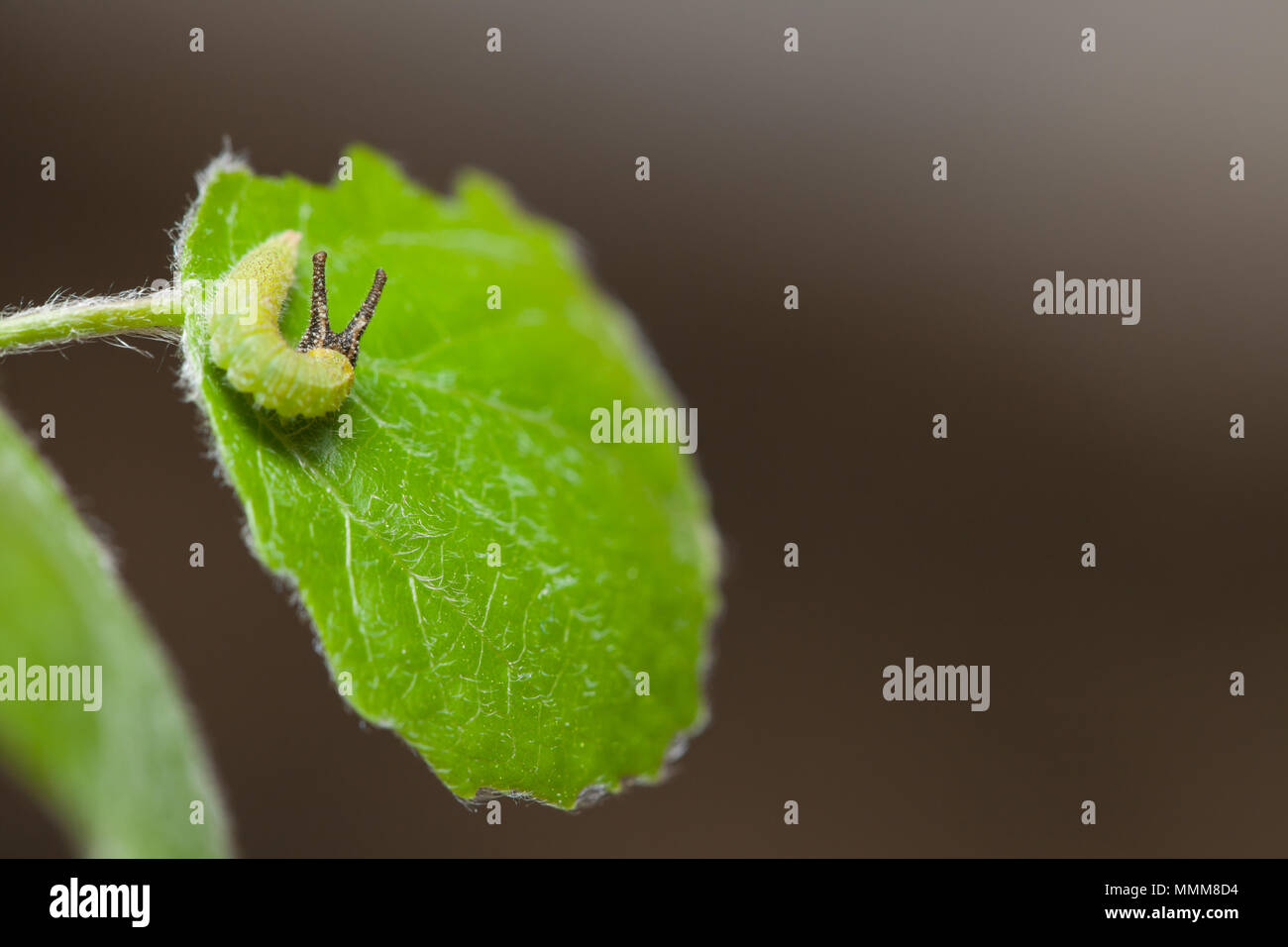 Lesser purple emperor caterpillar Stock Photo - Alamy
